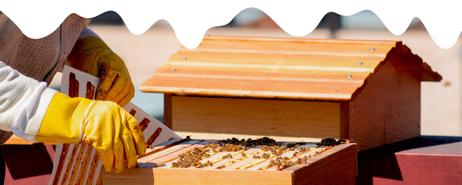 Matériel apicole – MielFontaine